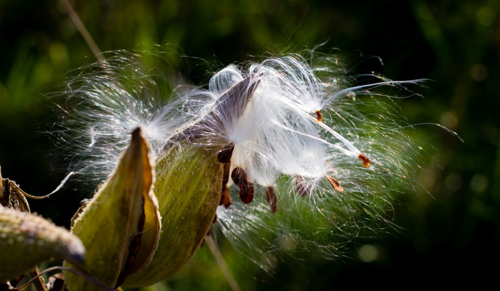 Nature’s Filigree | The Perfect Day Factory
