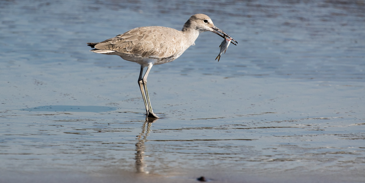 Birds Of The Shore The Perfect Day Factory birds-of-the-shore-the-perfect-day-factory
