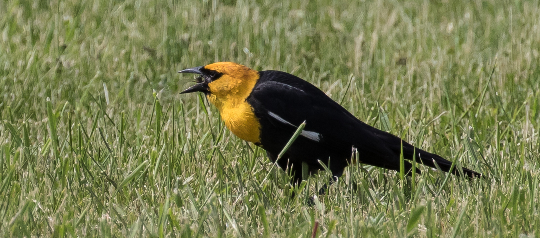 Manitoba Marshland Birds | The Perfect Day Factory
