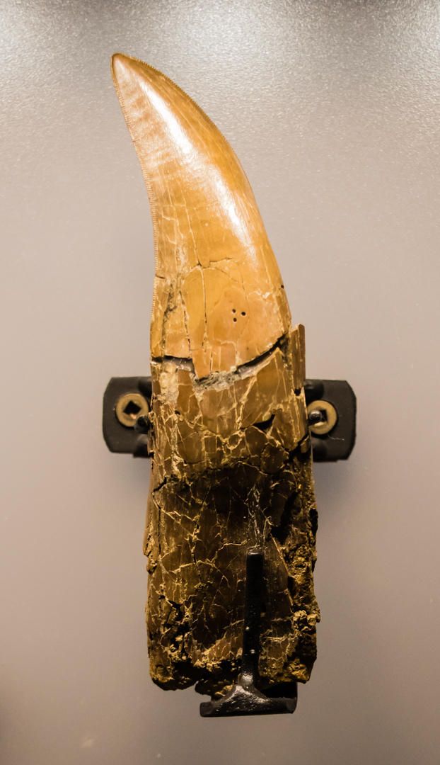 Unearthing a deep past | The Perfect Day Factory